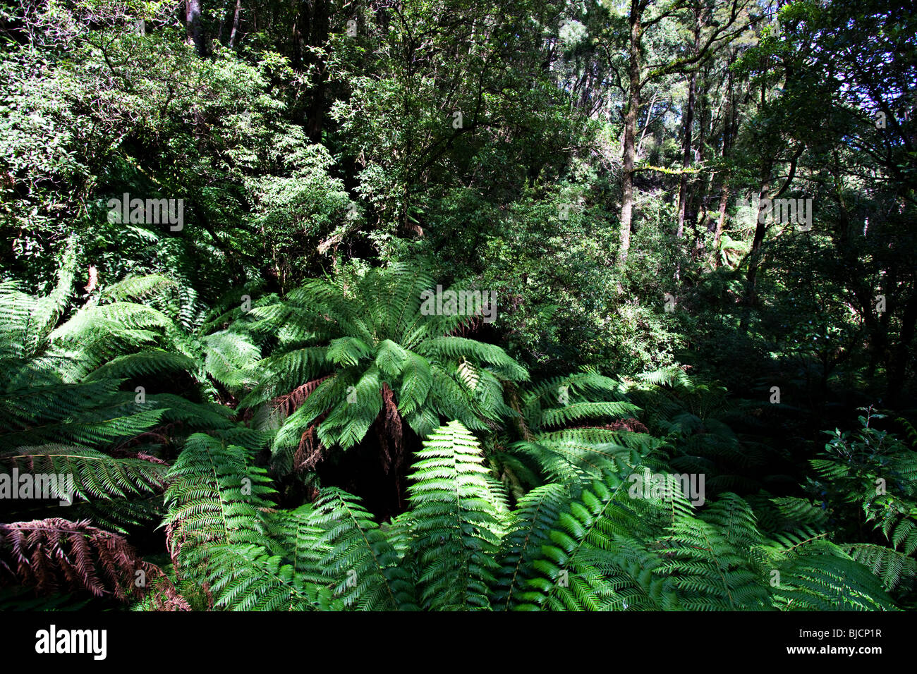 Otway forest park hi-res stock photography and images - Alamy