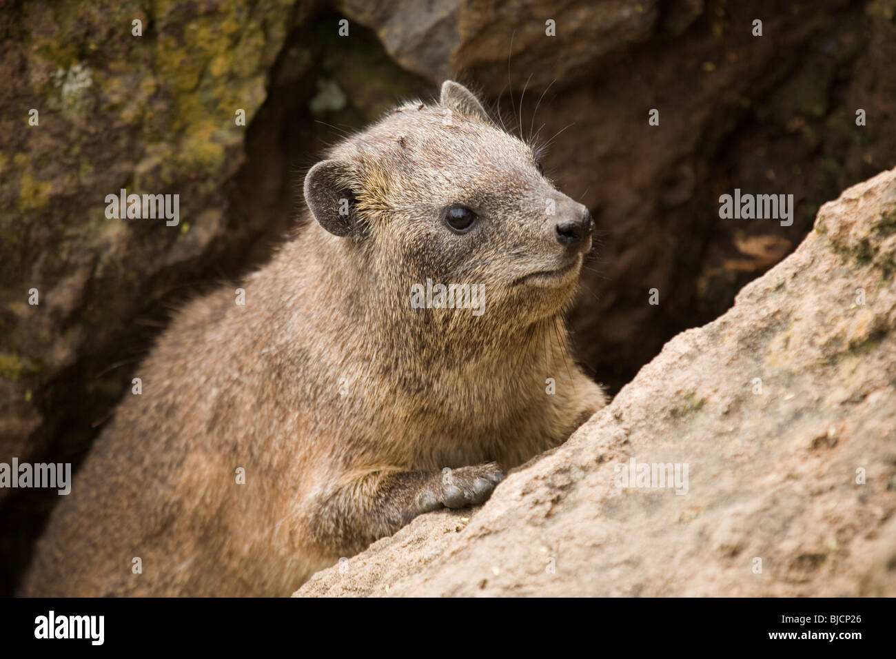 Yellow spotted rock hyrax hi-res stock photography and images - Alamy