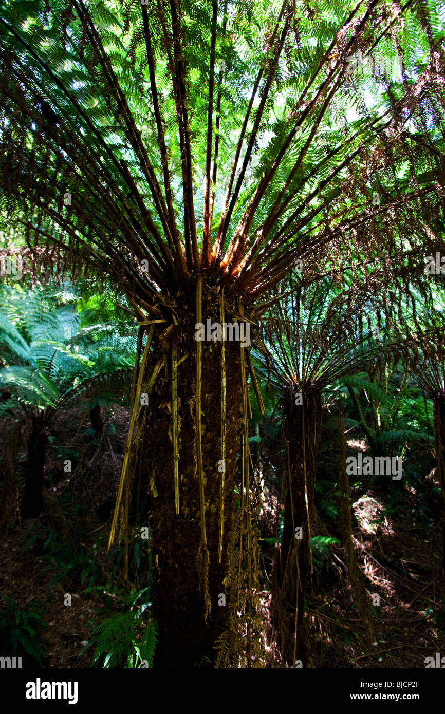 Dicksonia antarctica Rain forest at Melba Gully State Park, Great Otway ...