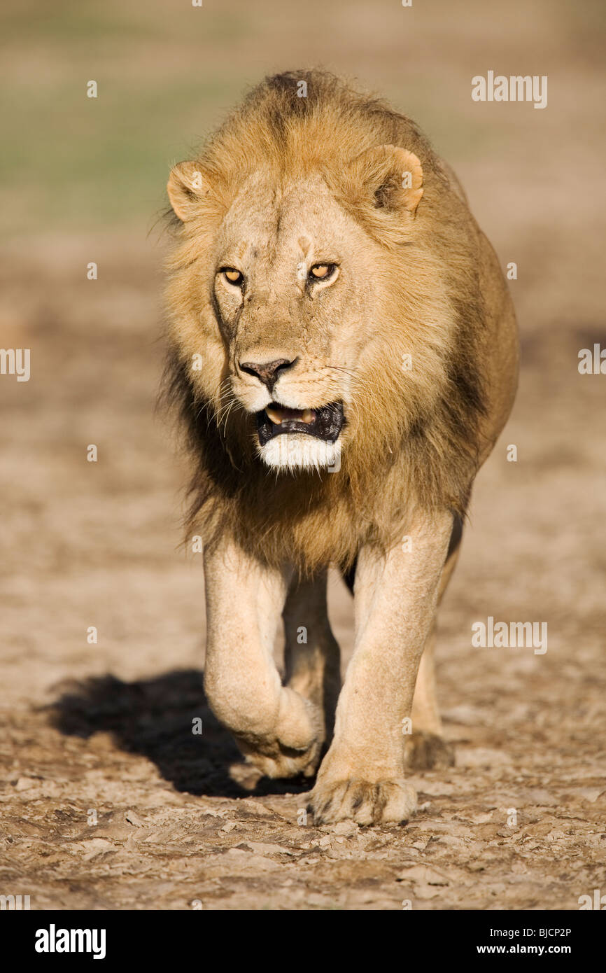 Lion prowling hi-res stock photography and images - Alamy