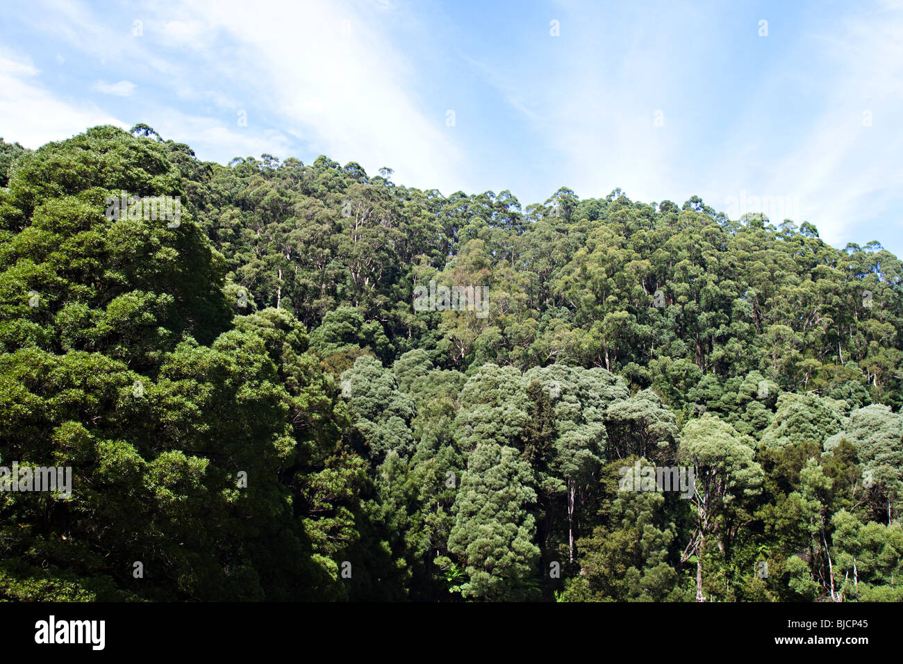 Rain forest at Melba Gully State Park, Great Otway National Park ...