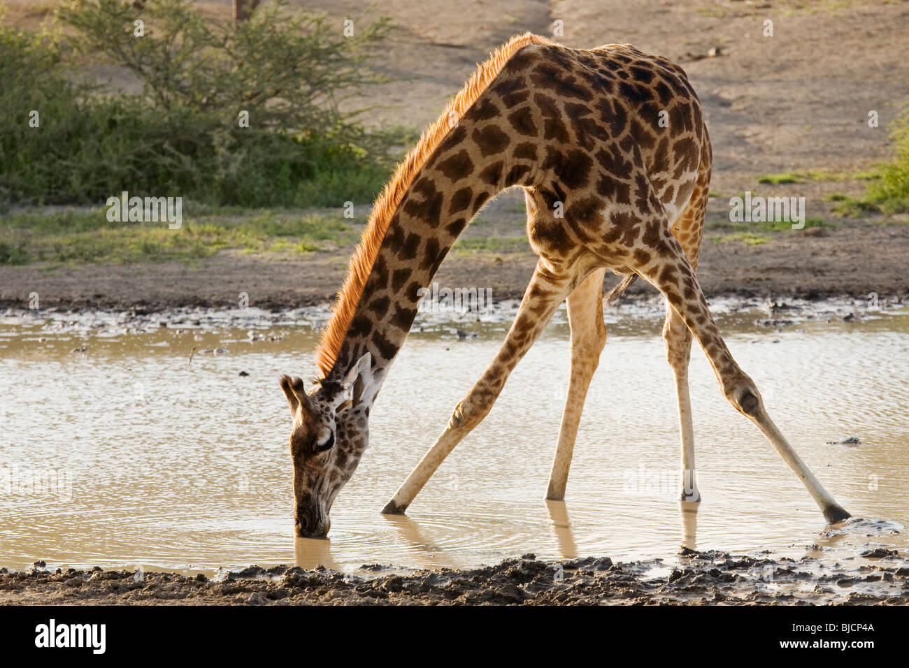 Giraffe drinking in Tanzania Stock Photo - Alamy