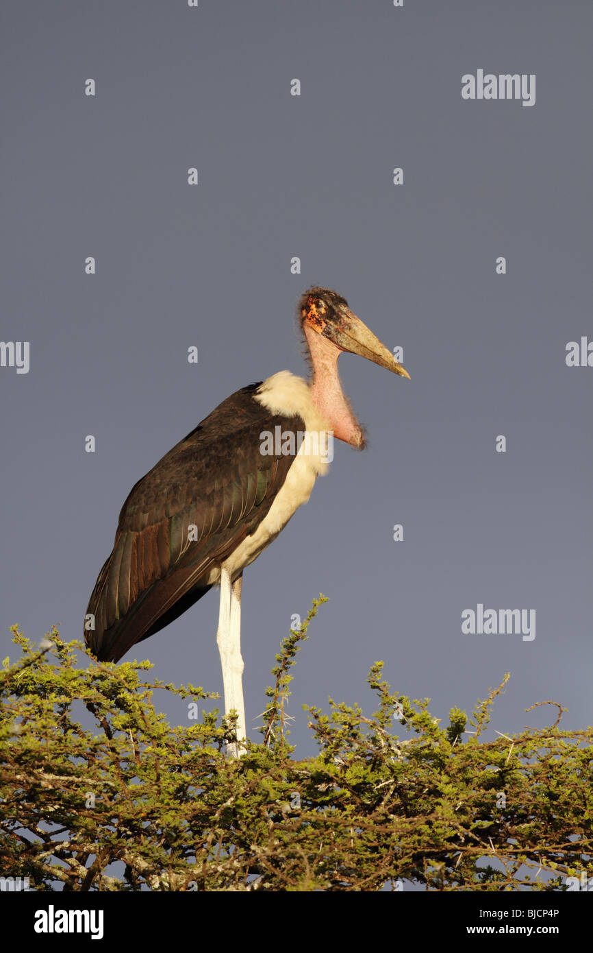 Marabou Stork in Tanzania Stock Photo - Alamy