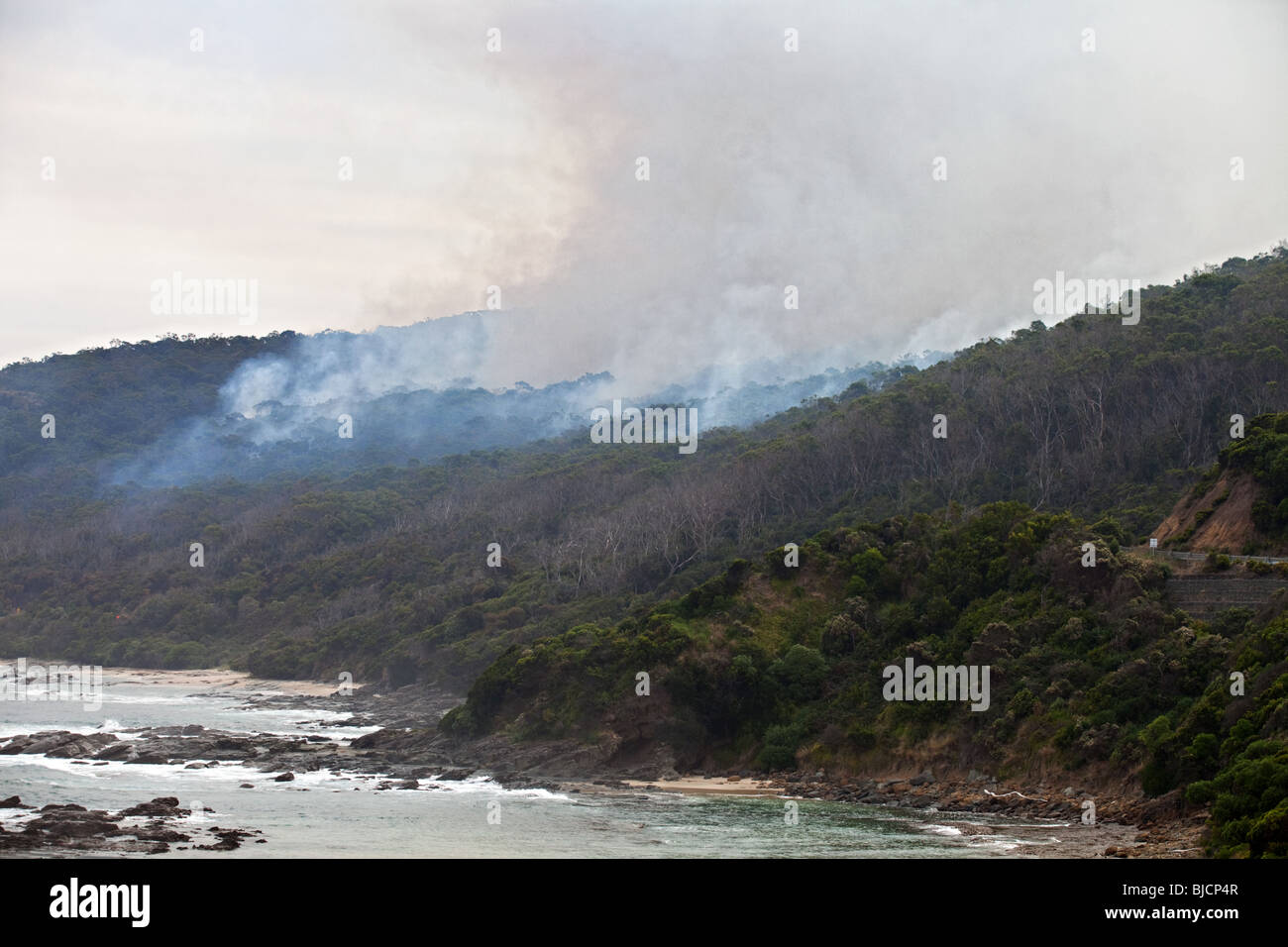 Eucalyptus forest fire in Great Otway National Park, Victoria ...