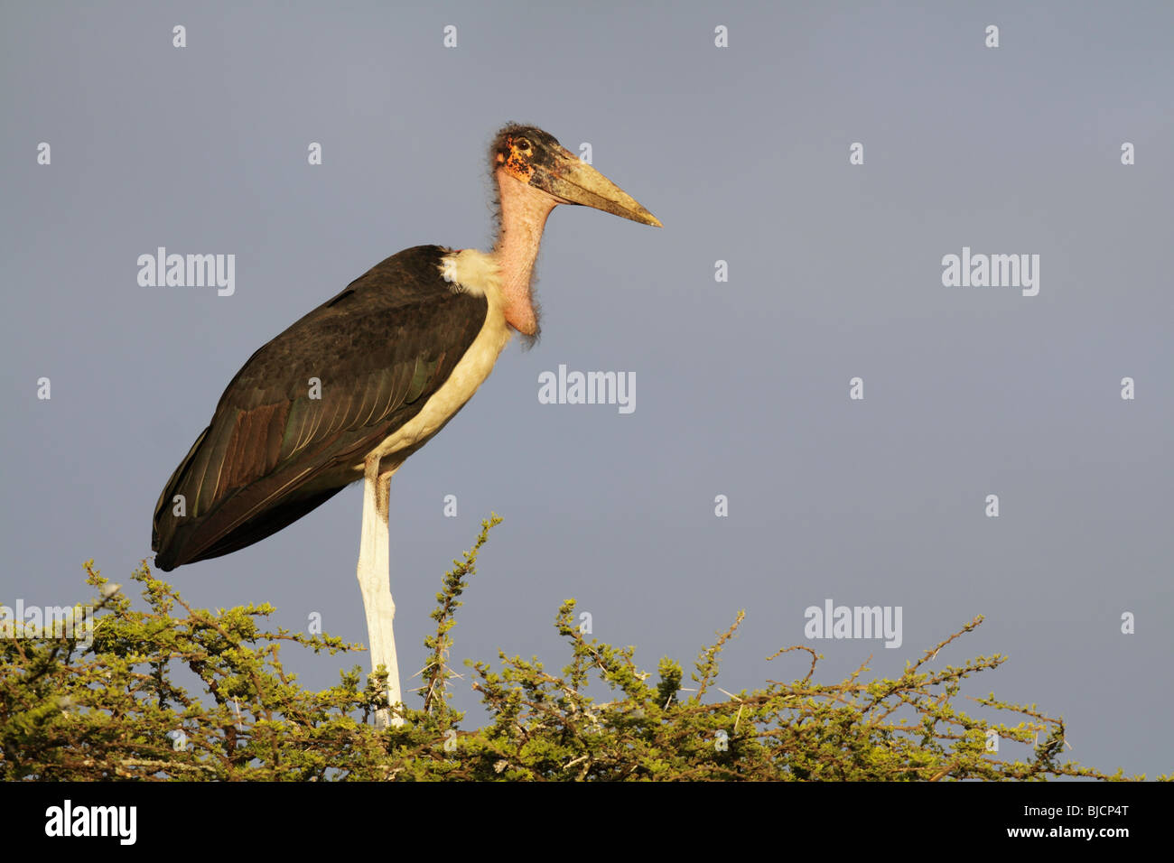 Birds of tanzania hi-res stock photography and images - Alamy