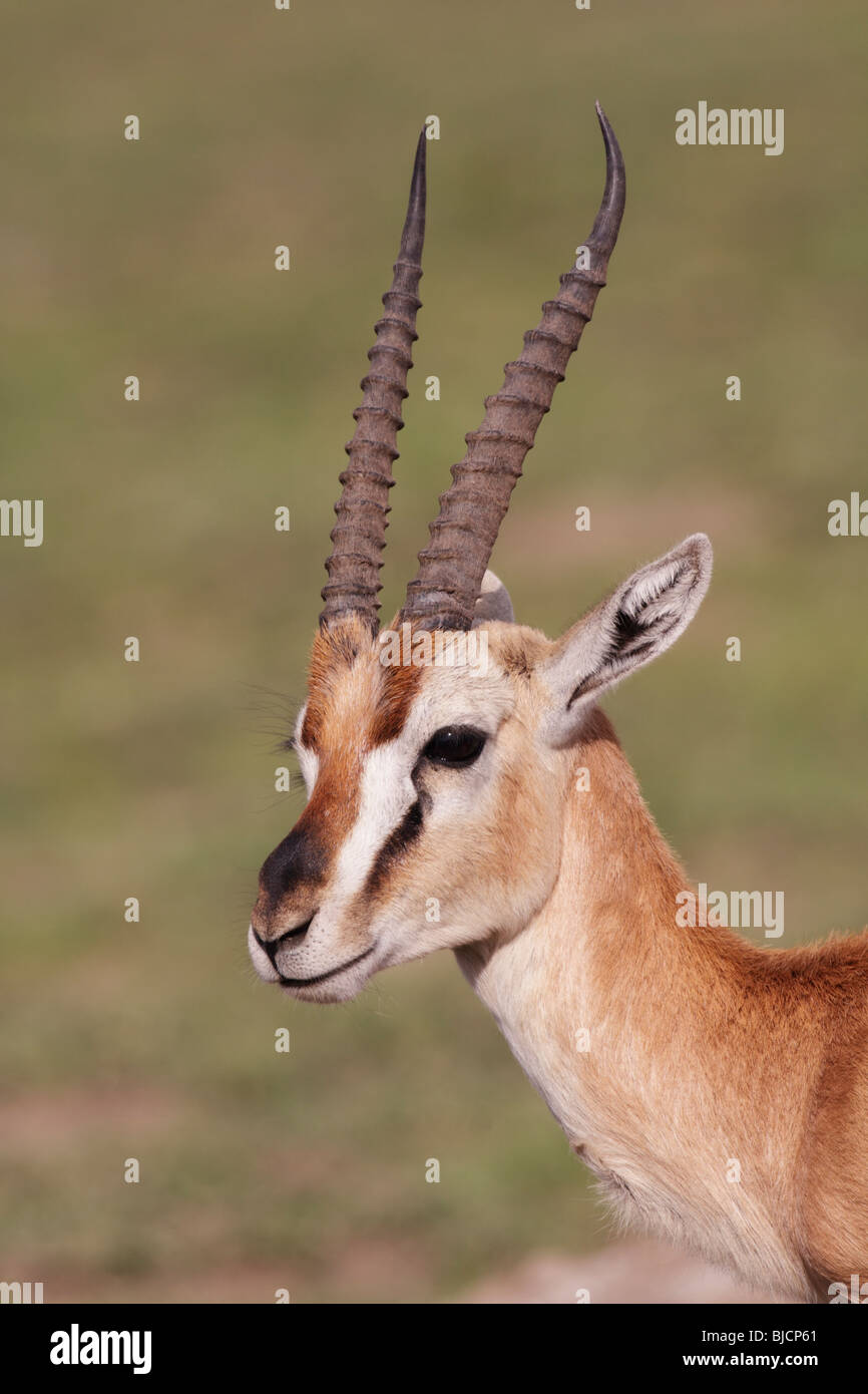 Gazelle Face