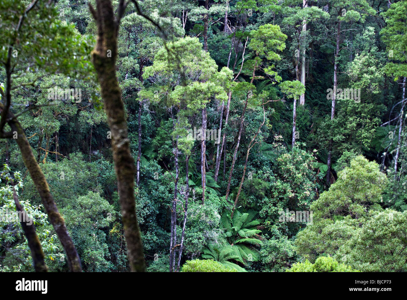 Rain Forest at Erskine waterfall , Otway National Park , Lorne ...