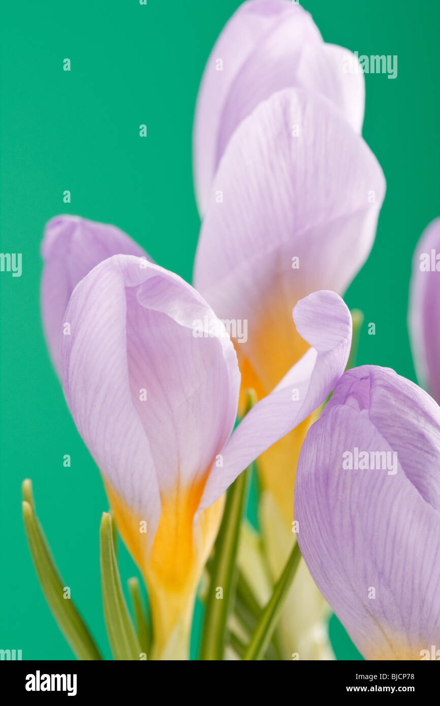 Spring bouquet yellow flowers Cut Out Stock Images & Pictures - Alamy