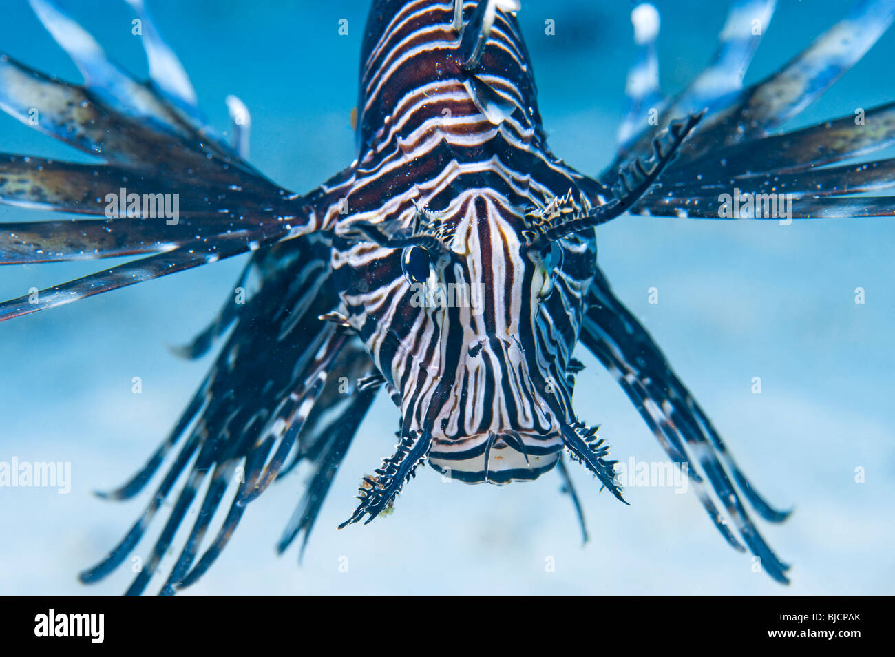 redfire fish firefish PTEROIS VOLITANS lionfish lion turkeyfish ...