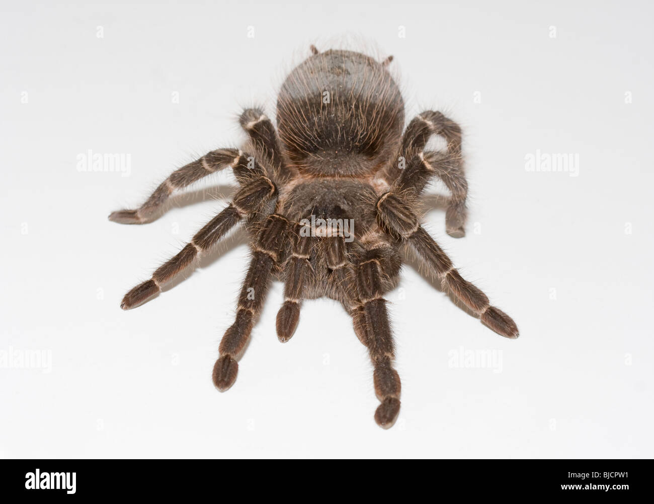 Bird spider, Lasiodora parahybana Stock Photo - Alamy