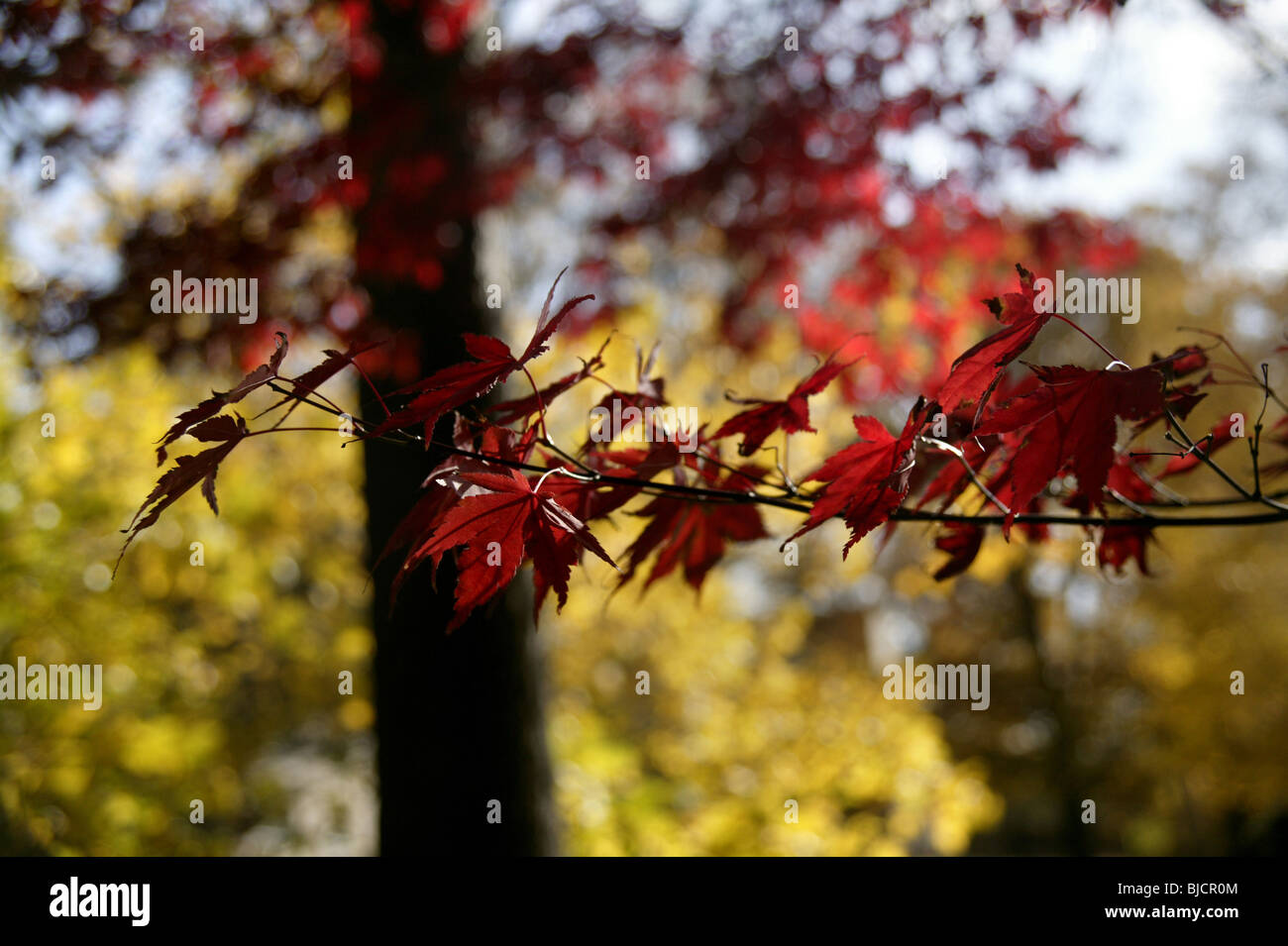 colourful leaves on a branch Stock Photo - Alamy