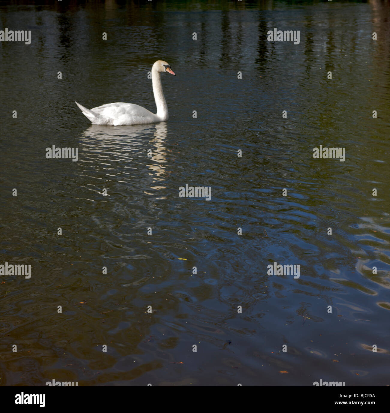 White swan floating Stock Photo - Alamy