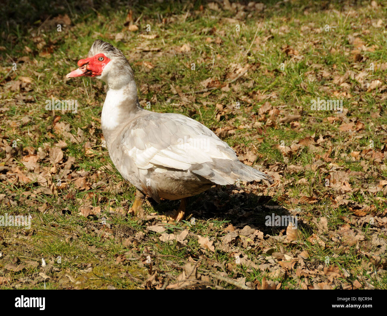 pied Muscovy Duck (Cairina moschata Stock Photo - Alamy