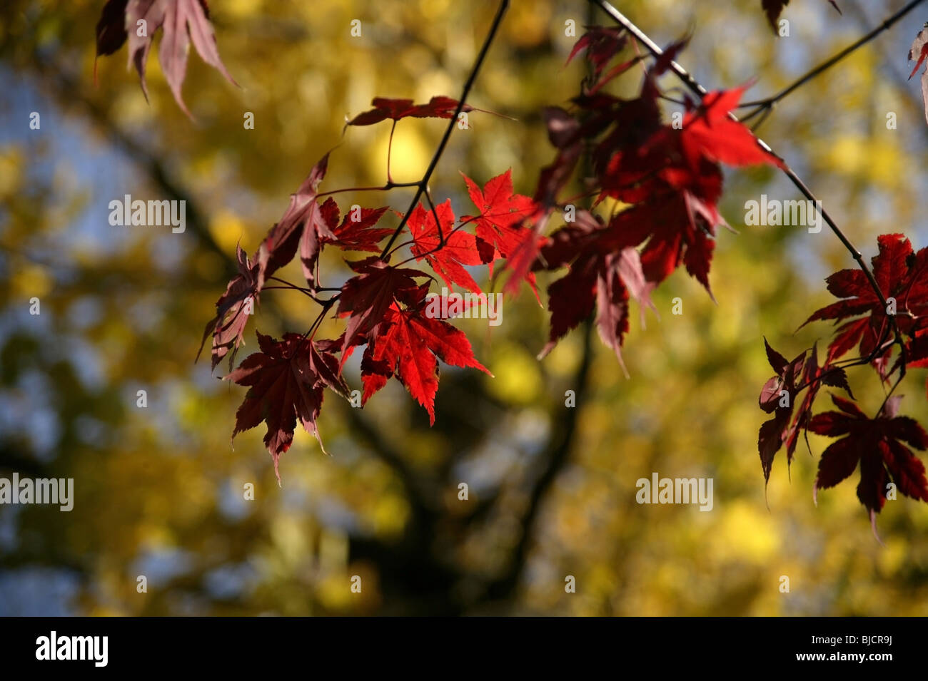 colourful leaves on a branch Stock Photo - Alamy