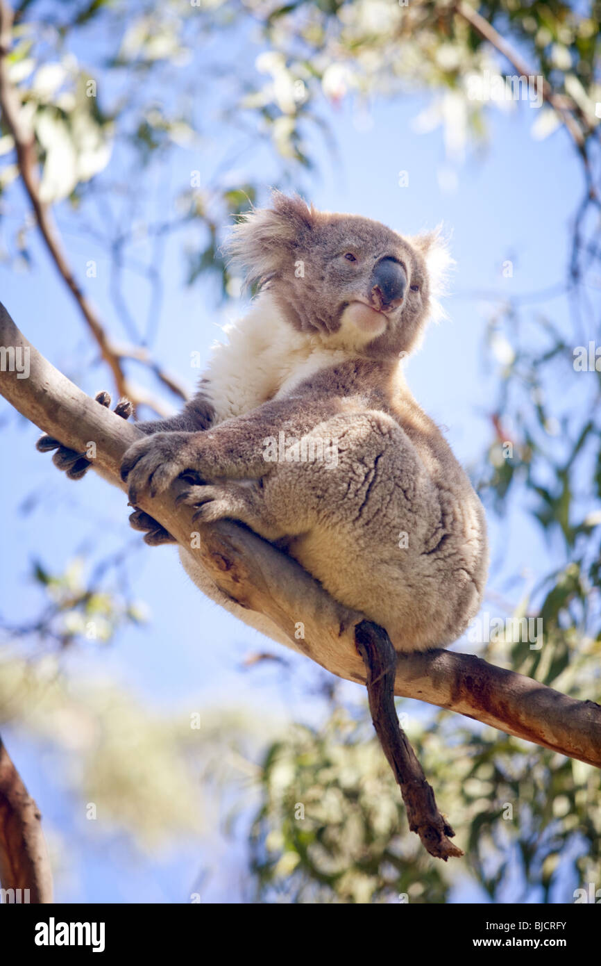 Bimbi park hi-res stock photography and images - Alamy