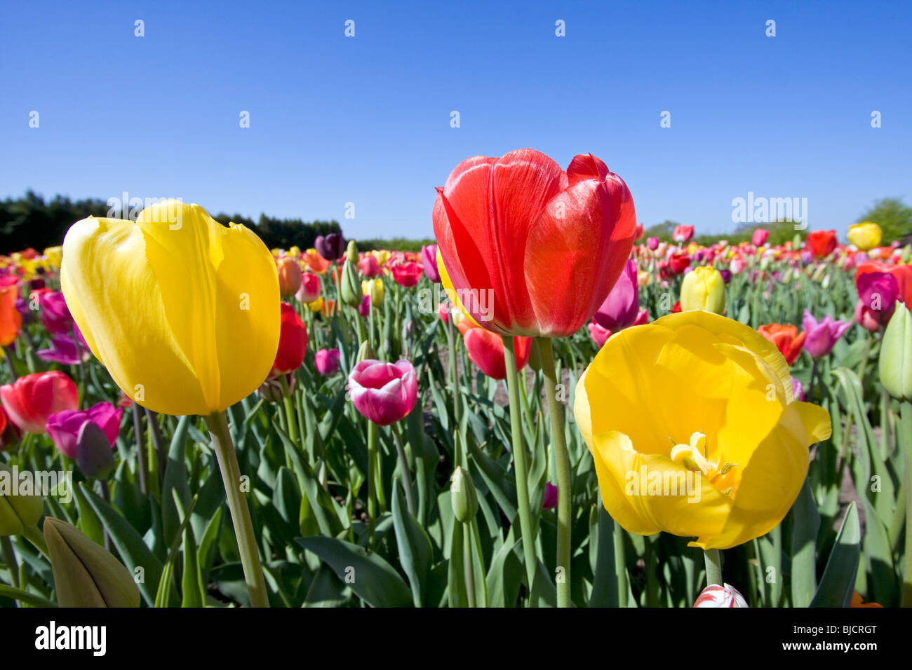 Felder blumen blauer himmel hi-res stock photography and images - Alamy