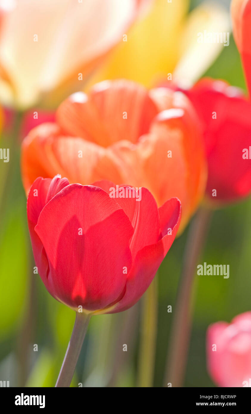 Tulpenfelder hi-res stock photography and images - Alamy