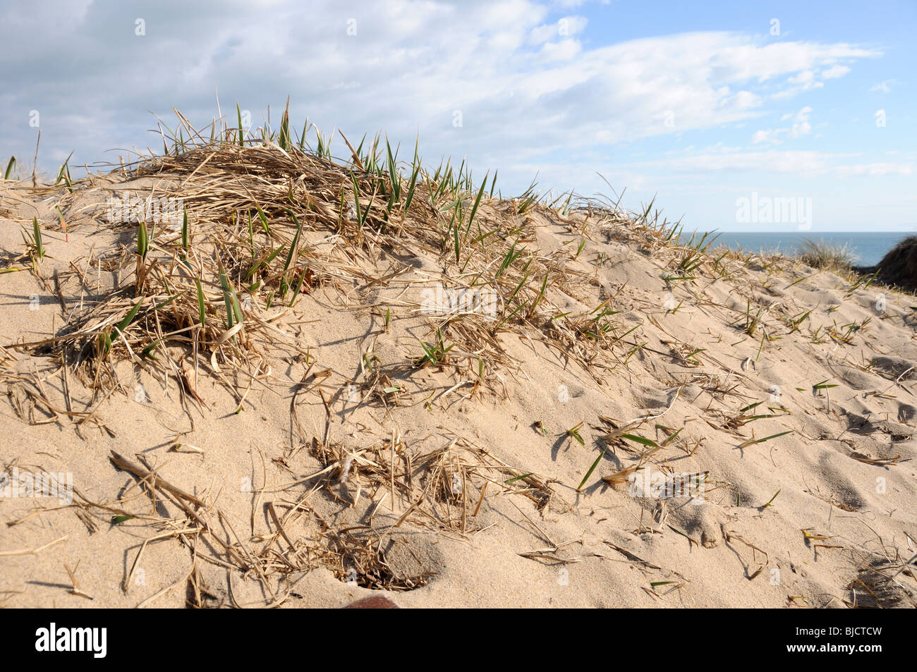 Dune stabilization hi-res stock photography and images - Alamy
