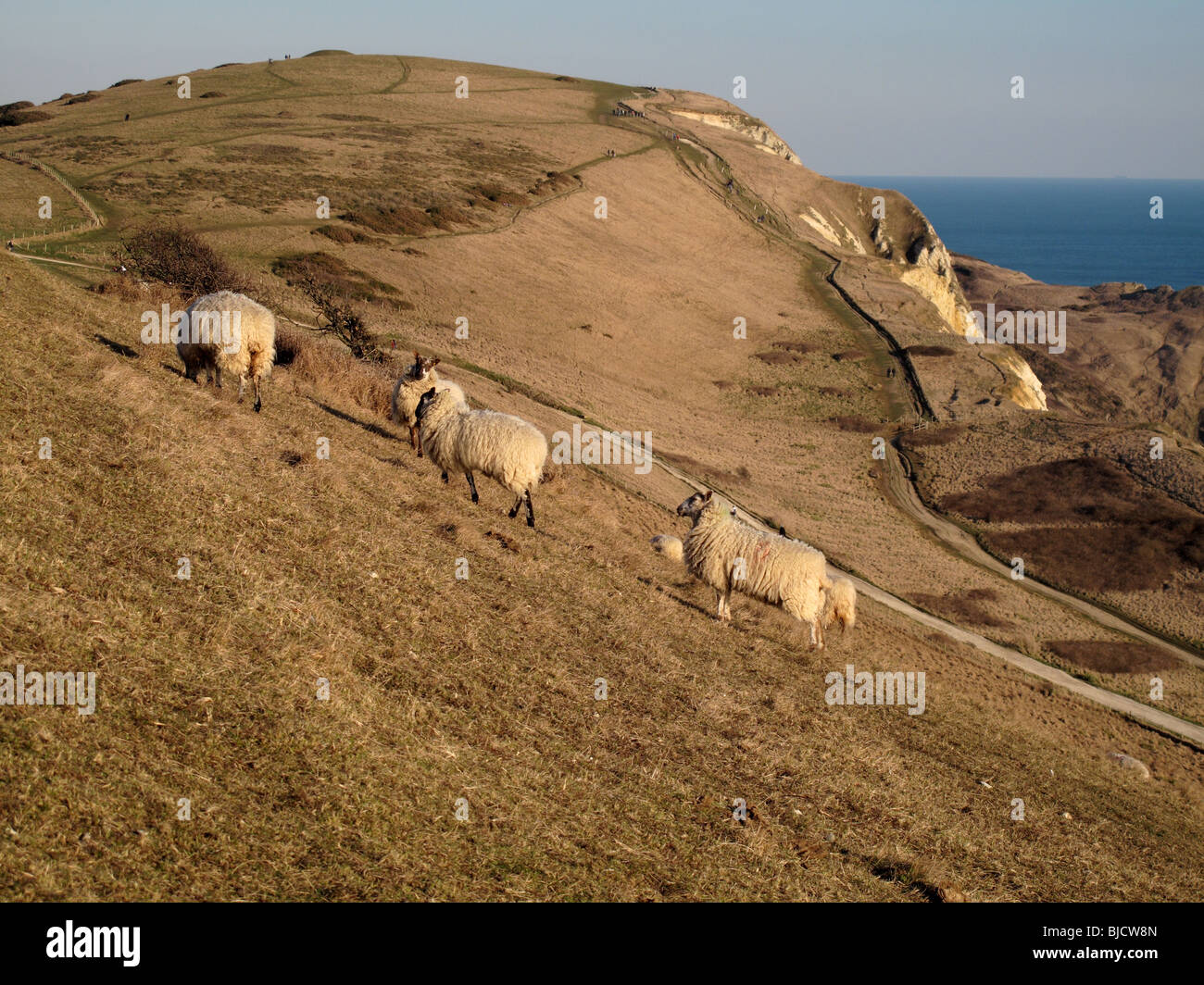 Hillside sheep hi-res stock photography and images - Alamy
