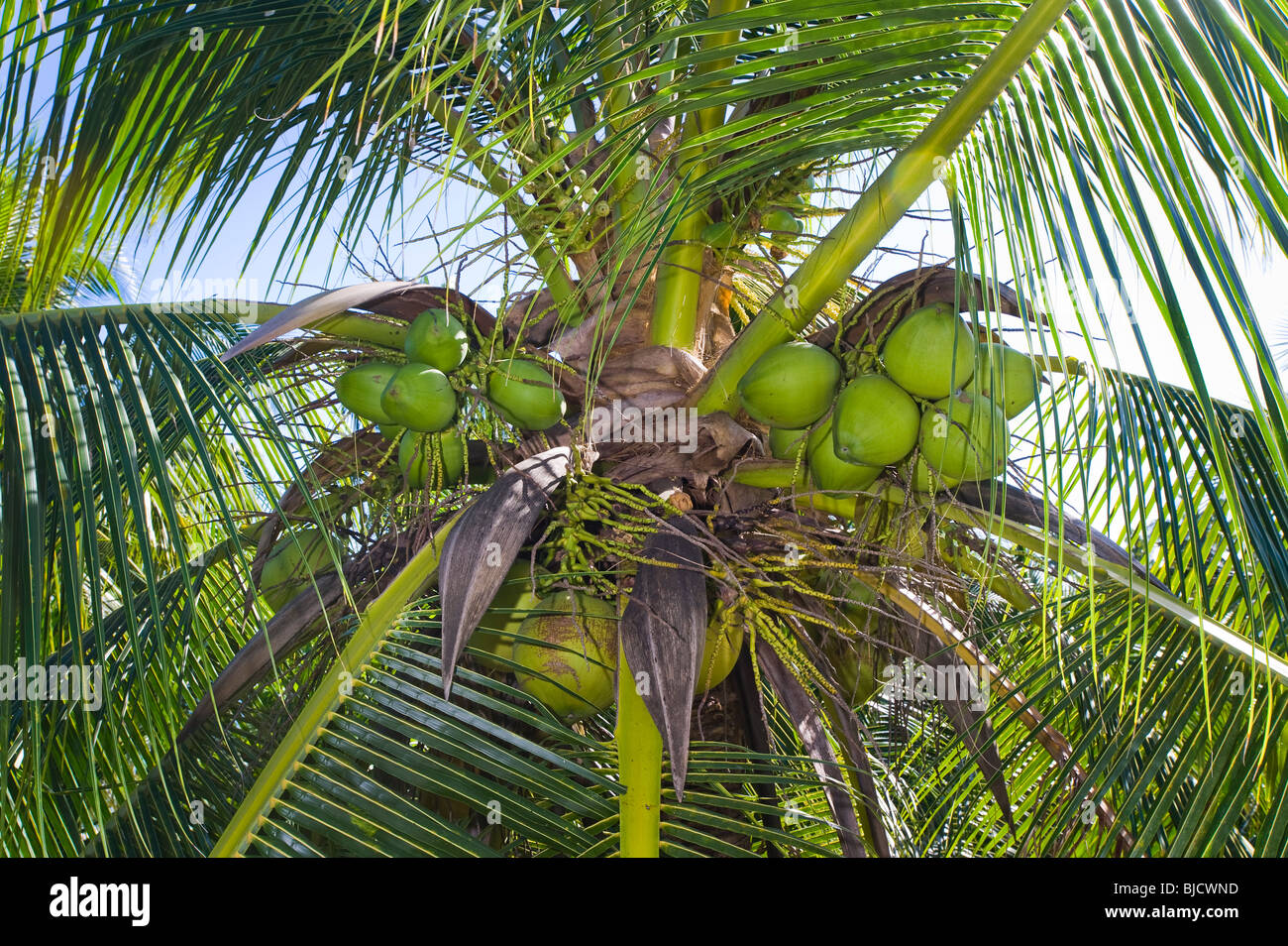 palm coconut coco coconutpalm nut ripe fruit tree tropical plant fruit ...