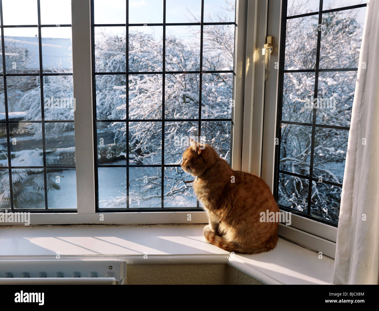 Cat Looking Out Window