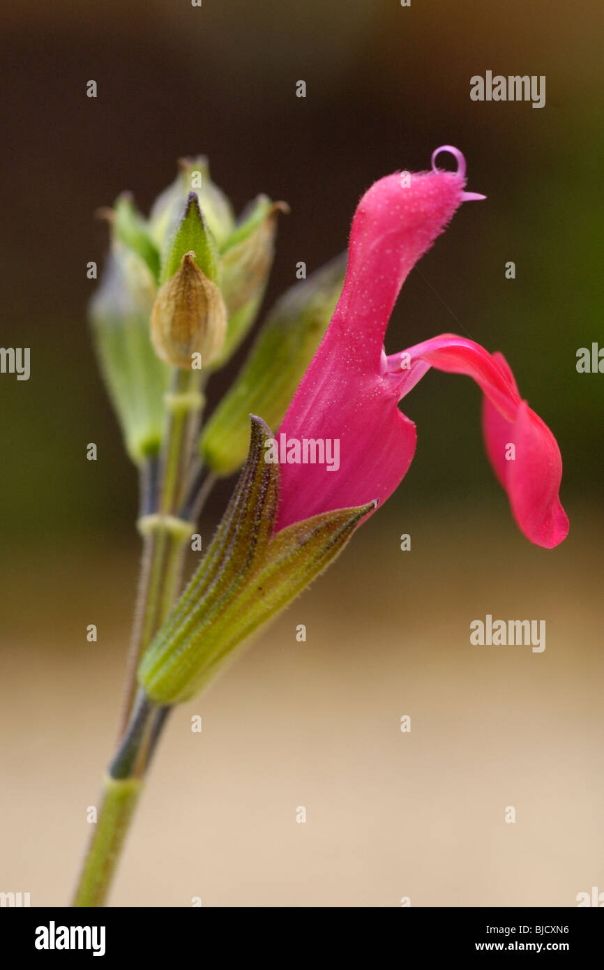 Blackcurrant Sage, salvia microphylla Stock Photo - Alamy