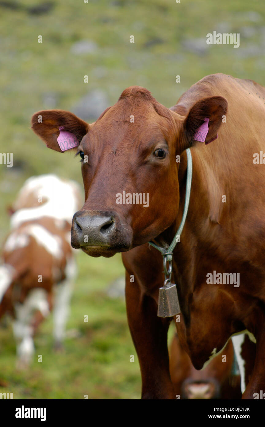 Strong cow hi-res stock photography and images - Alamy