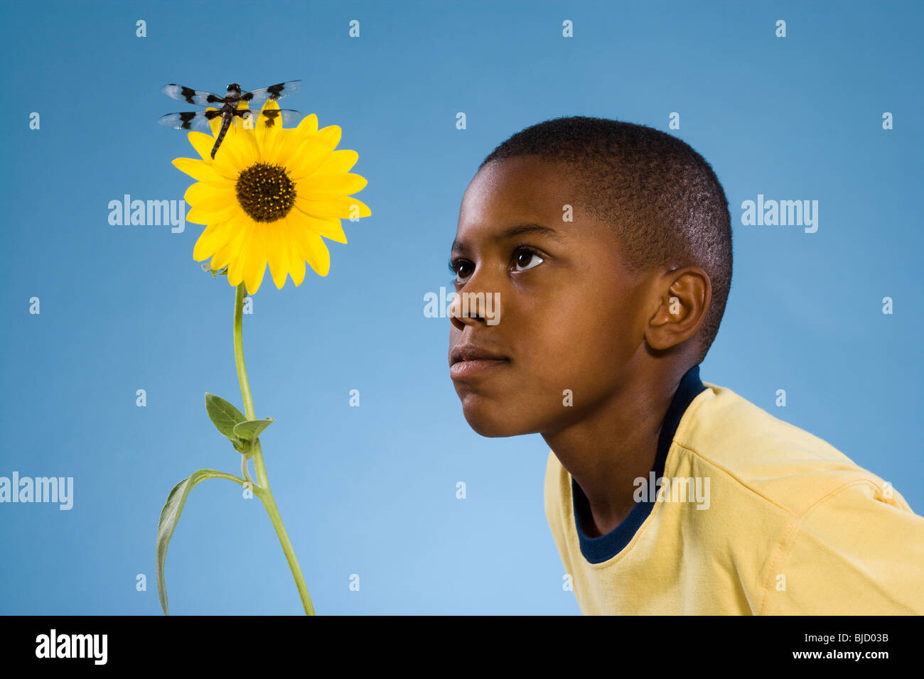 Child looking at a flower and a dragonfly Stock Photo - Alamy