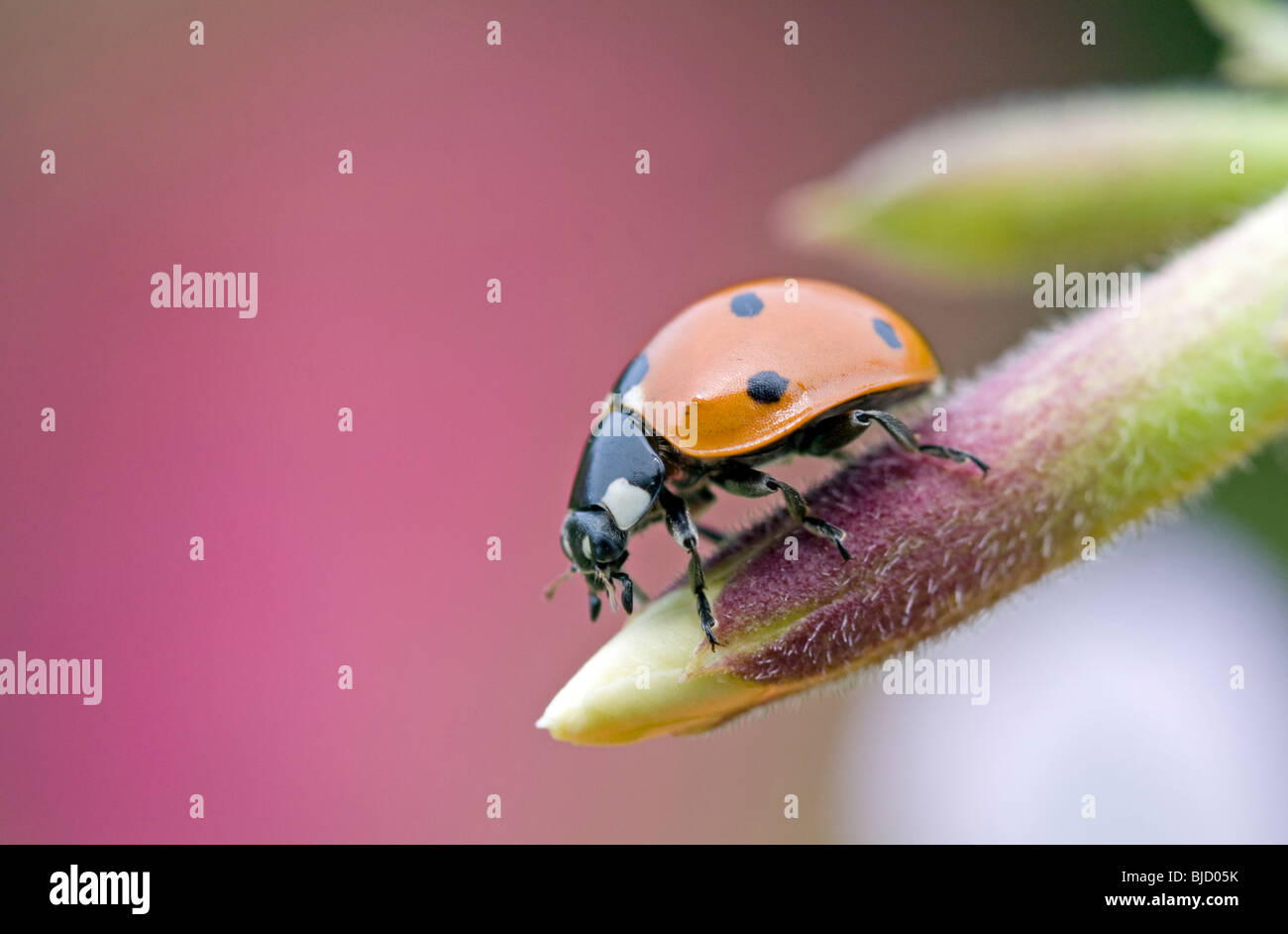 Seven spot ladybird, Coccinella septempunctata Stock Photo - Alamy