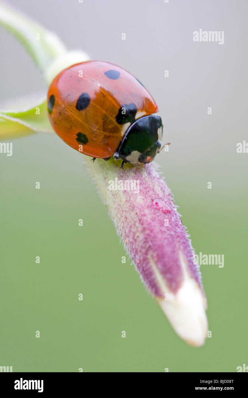 Red useful creature hi-res stock photography and images - Alamy