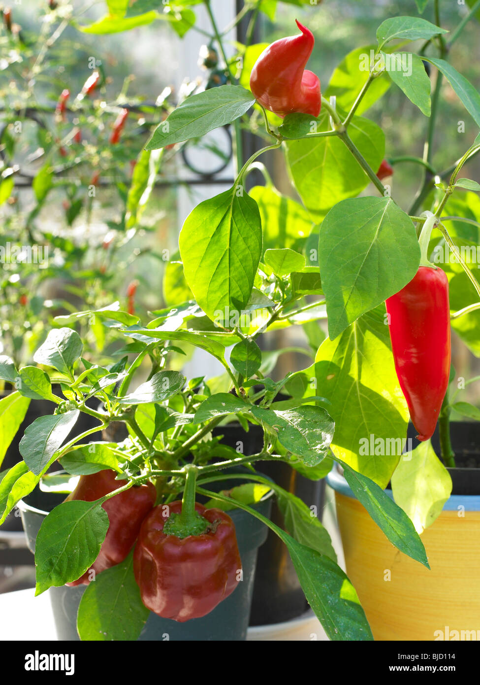 Chilli plants hi-res stock photography and images - Alamy