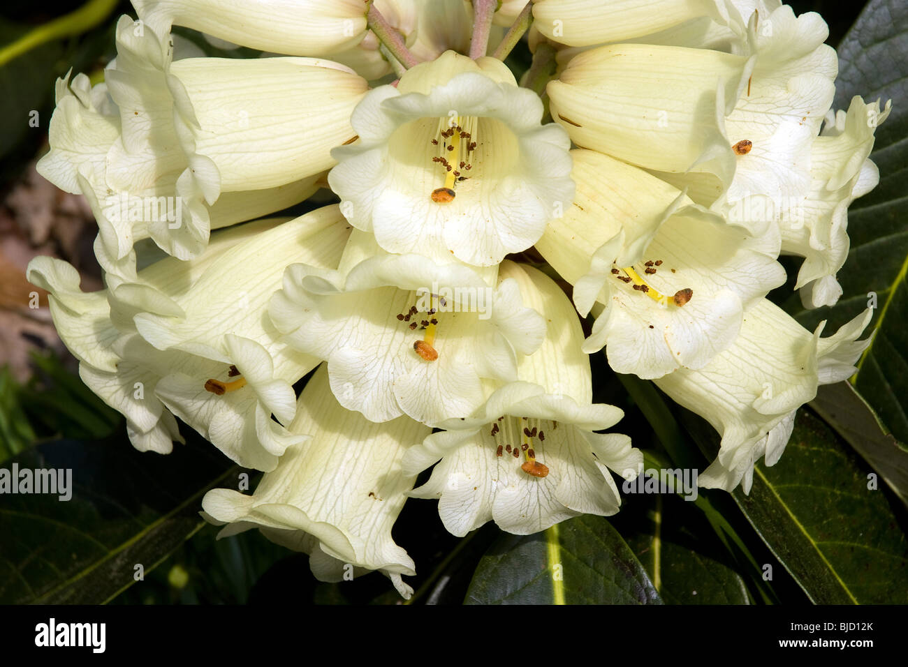 Rhodendrum hi-res stock photography and images - Alamy