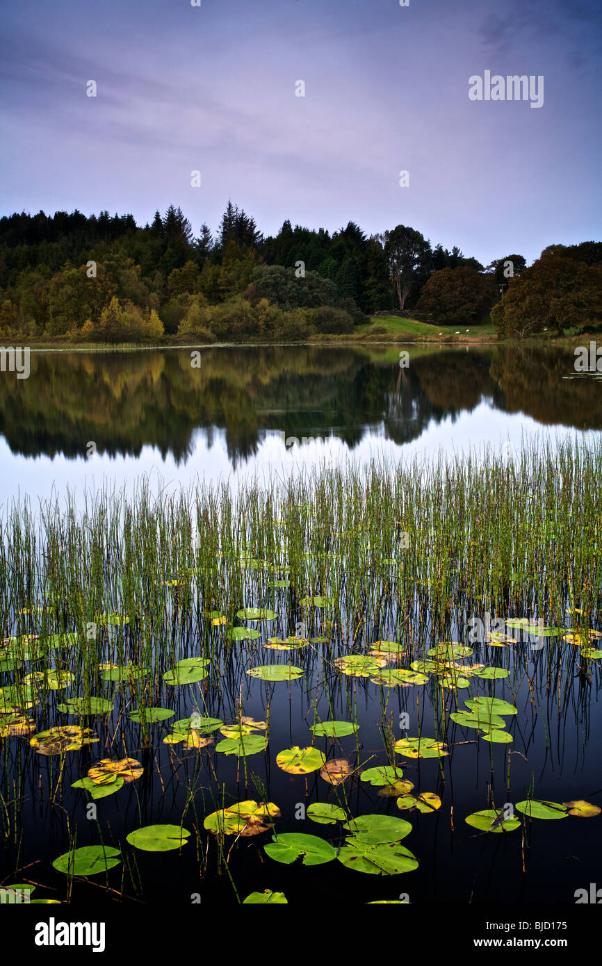 Lily pads hi-res stock photography and images - Alamy