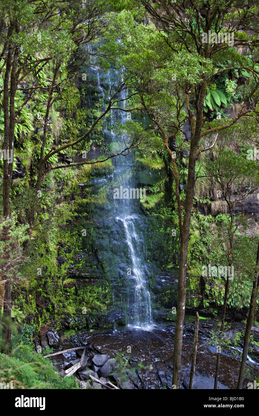 Otway rain forest hi-res stock photography and images - Alamy