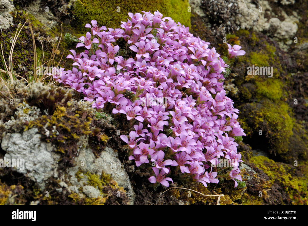 Purple Saxifrage, saxifraga oppositifolia Stock Photo - Alamy