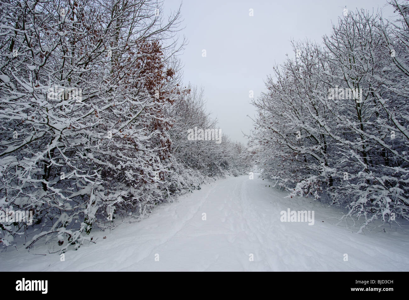 A path in the forest through the winter snow Stock Photo - Alamy