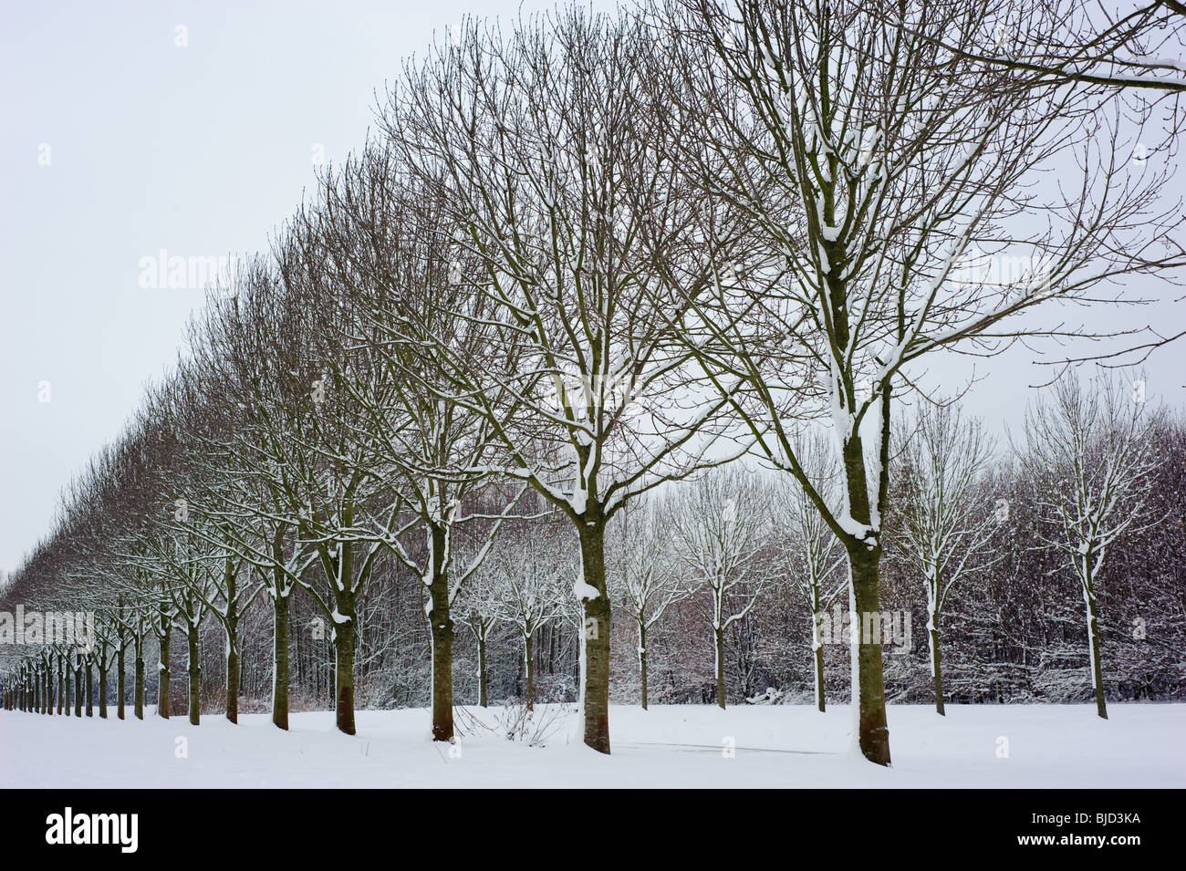 Row of trees in the winter snow Stock Photo - Alamy