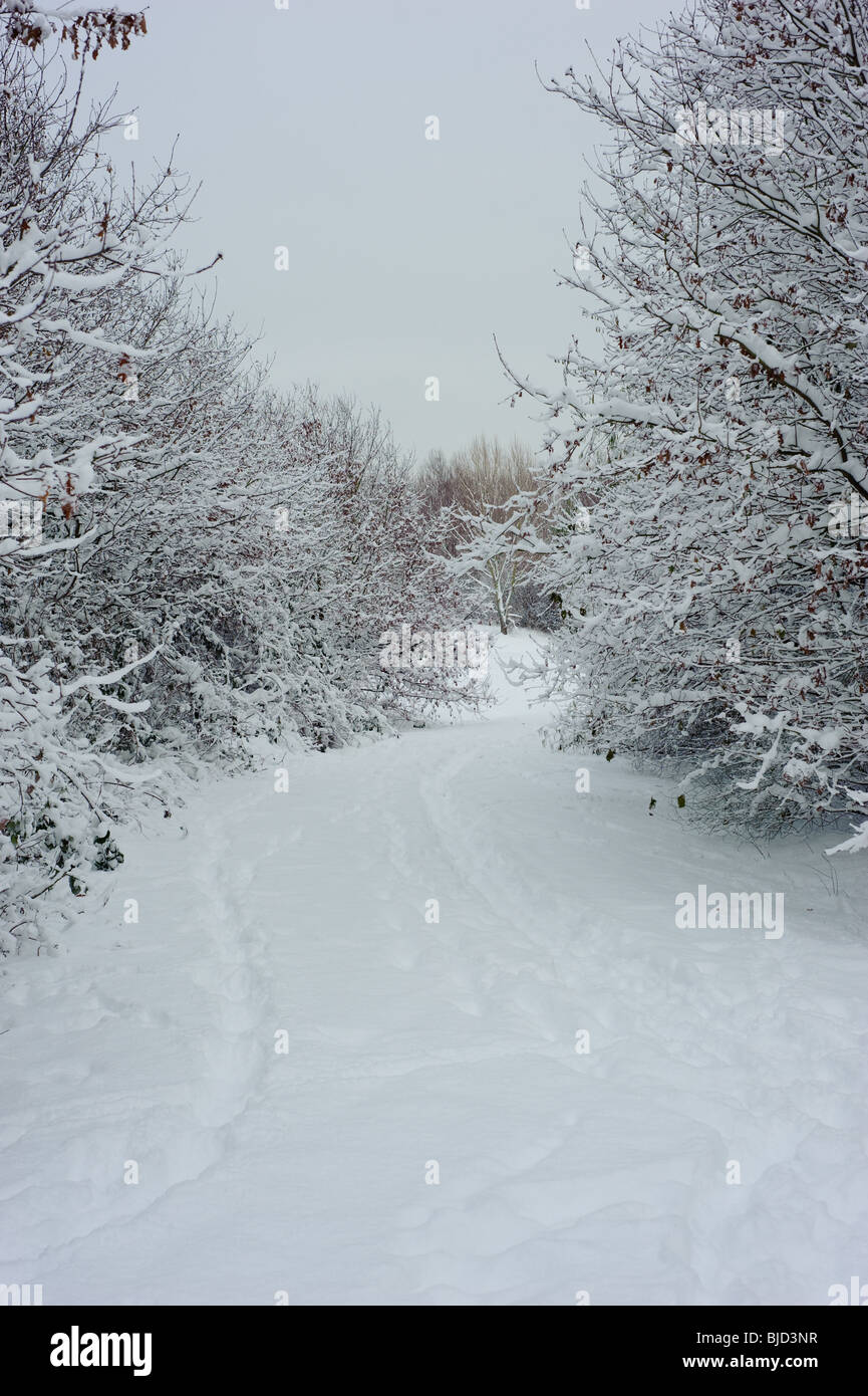A path in the forest through the winter snow Stock Photo - Alamy