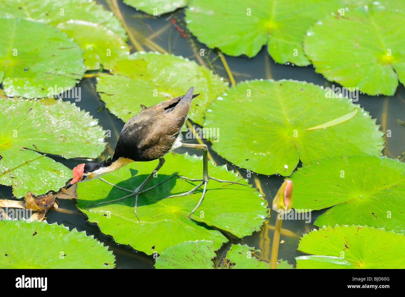The comb-crested Jacana on lily leaves Yellow Water Billabong, Kakadu ...