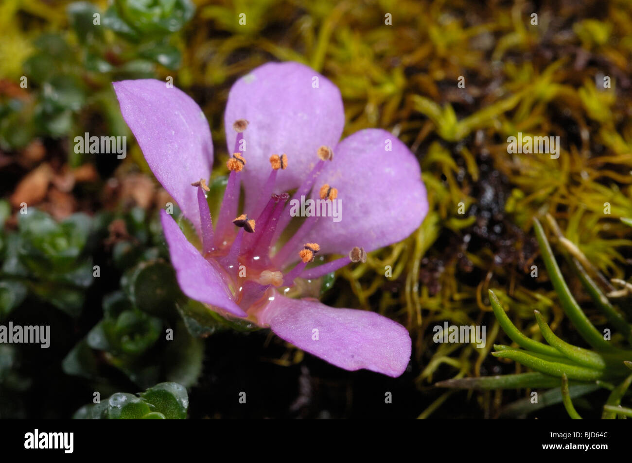 Purple mountain saxifrage hi-res stock photography and images - Alamy