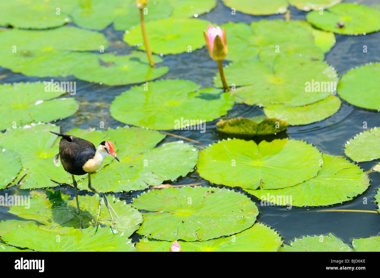 The comb-crested Jacana on lilly pads Yellow Water Billabong, Kakadu ...