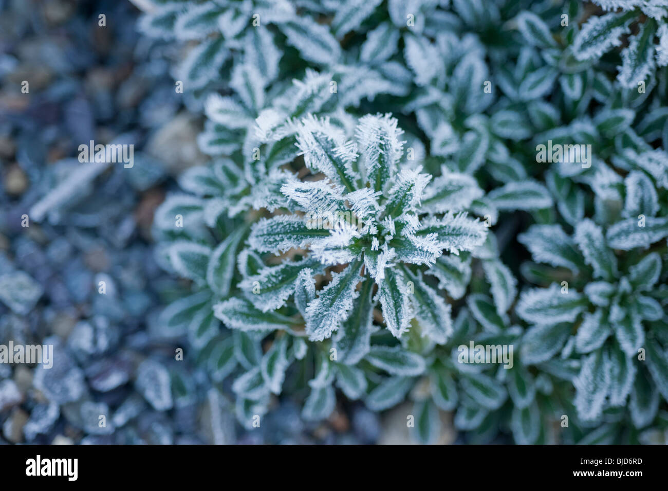 Erysimum ‘Moonlight’ frost covered Stock Photo - Alamy