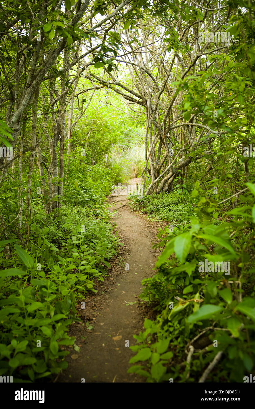 Path through the rainforest Stock Photo - Alamy