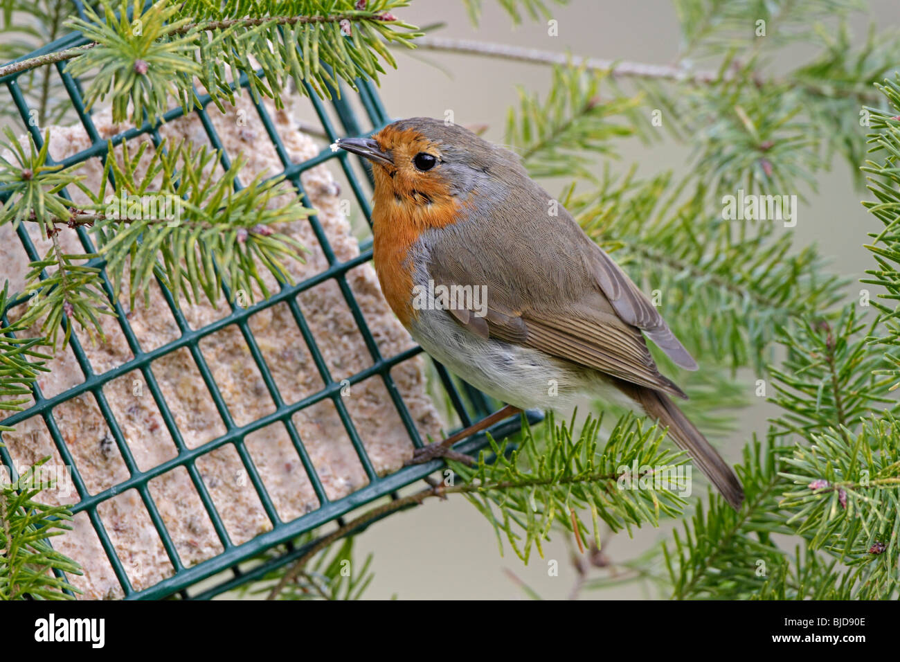 Fat robin hi-res stock photography and images - Alamy