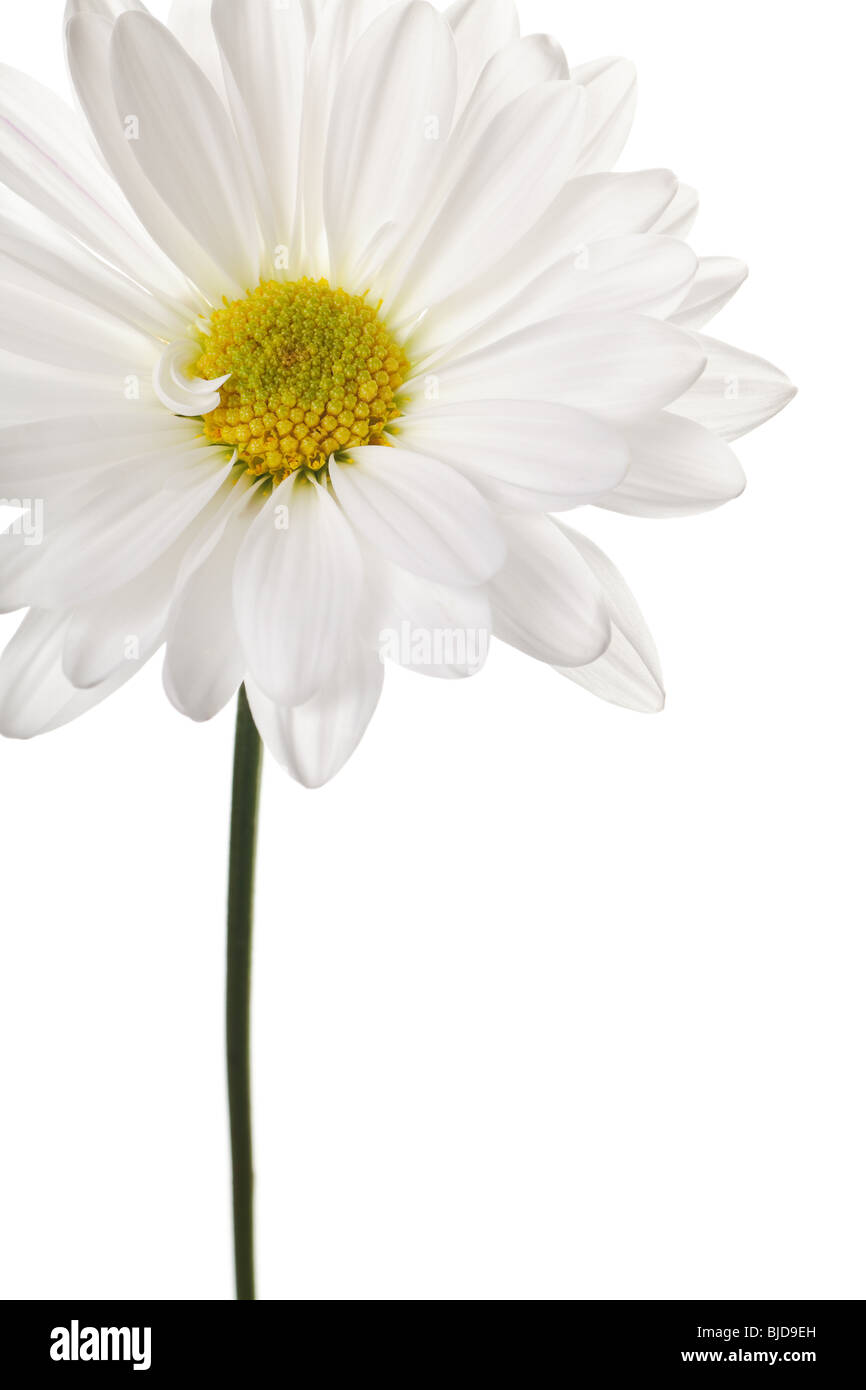 daisy isolated on a pure white background Stock Photo - Alamy
