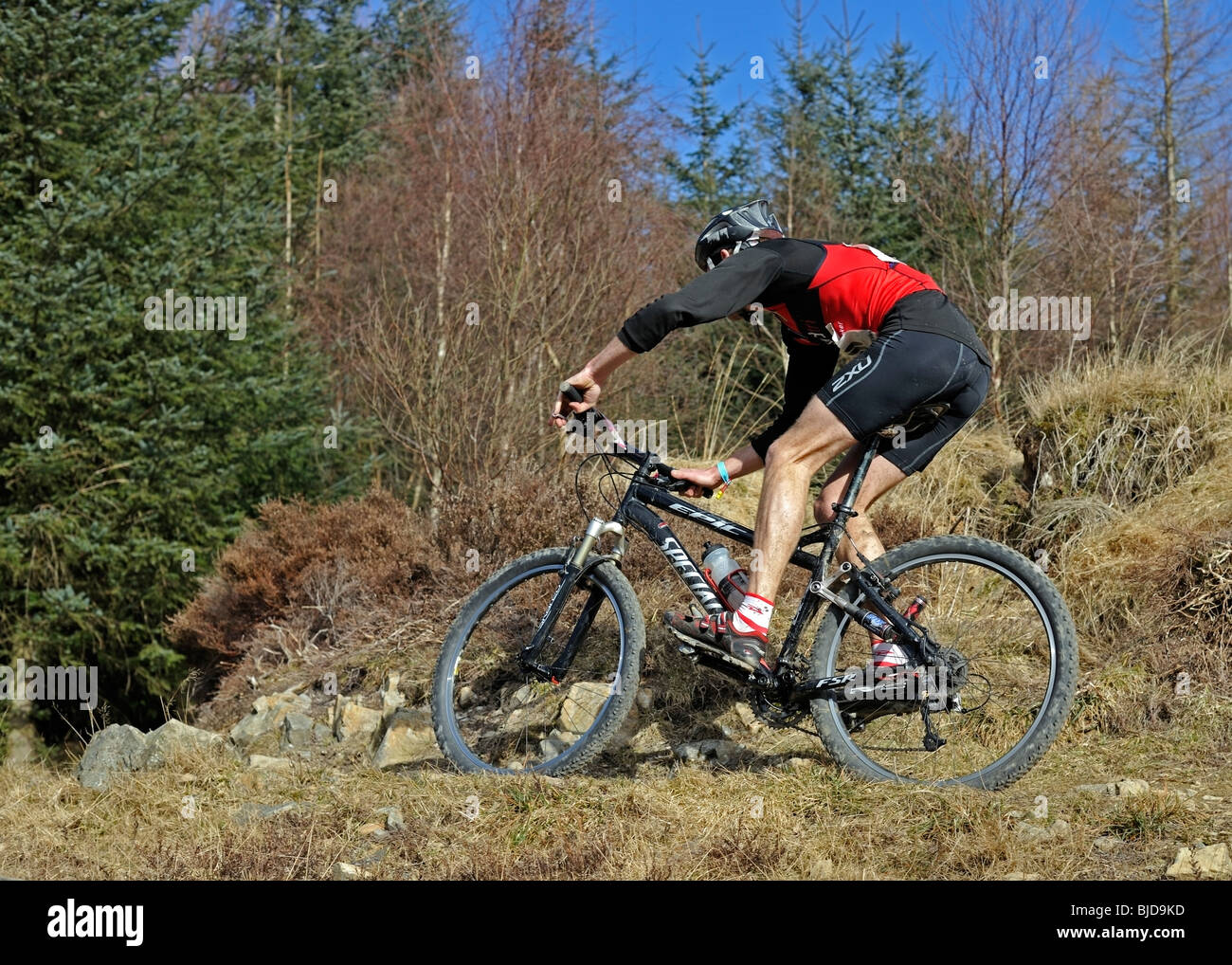 Duathlete on a single track section of the North Face Trail, Grizedale ...