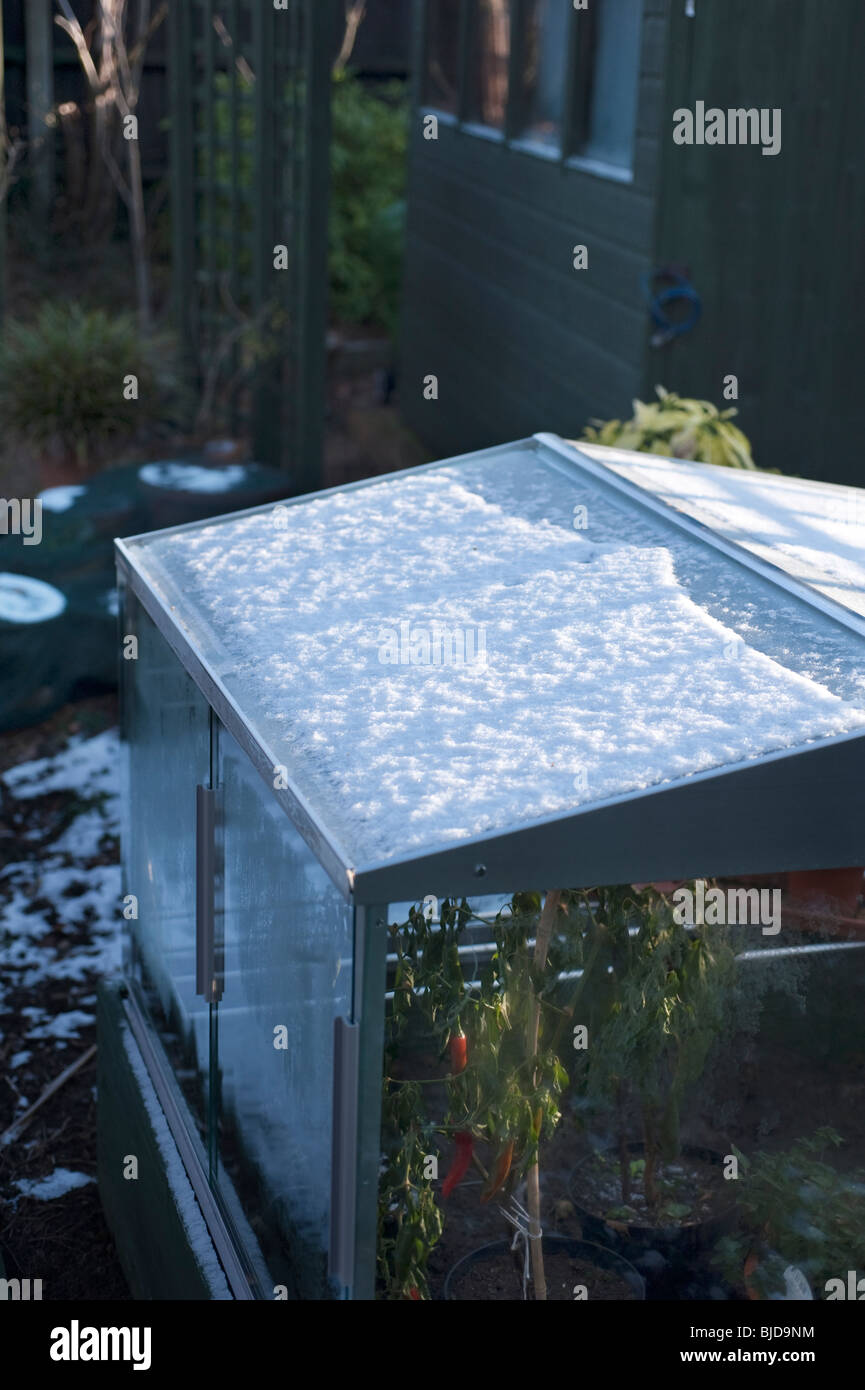 Frost covered cold frame Stock Photo - Alamy