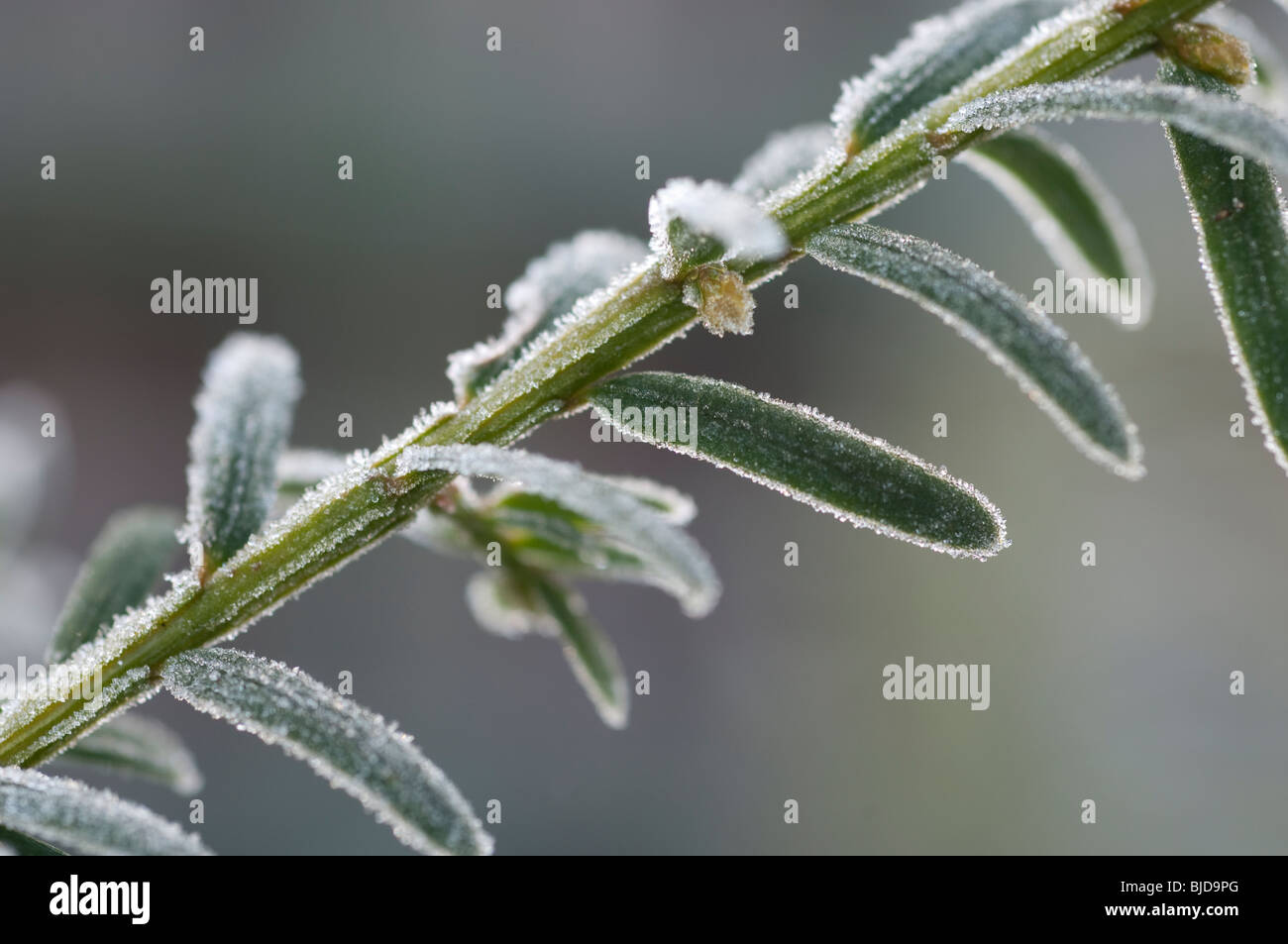 Frost covered Box leaves Stock Photo - Alamy