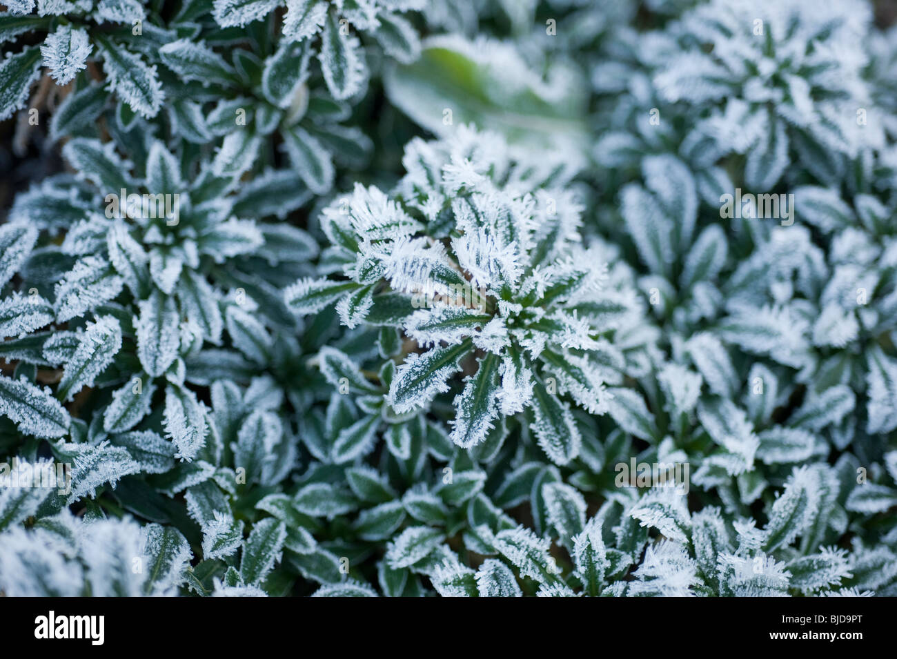 Erysimum ‘Moonlight’ frost covered Stock Photo - Alamy