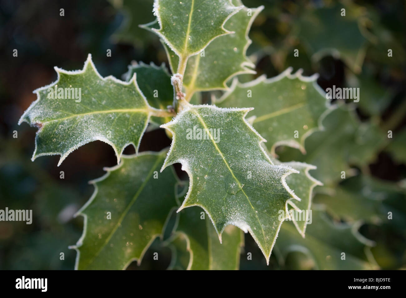 Frost covered Holly leaves Stock Photo - Alamy